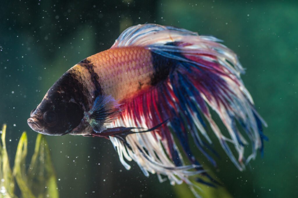 Native Pond Plants for Betta Fish | Create a Thriving Habitat